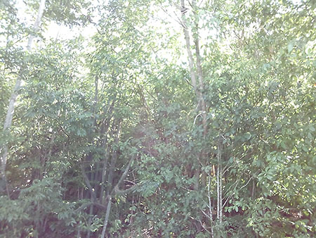 21,780 square feet of Prime Residential land located at St. Louis ...